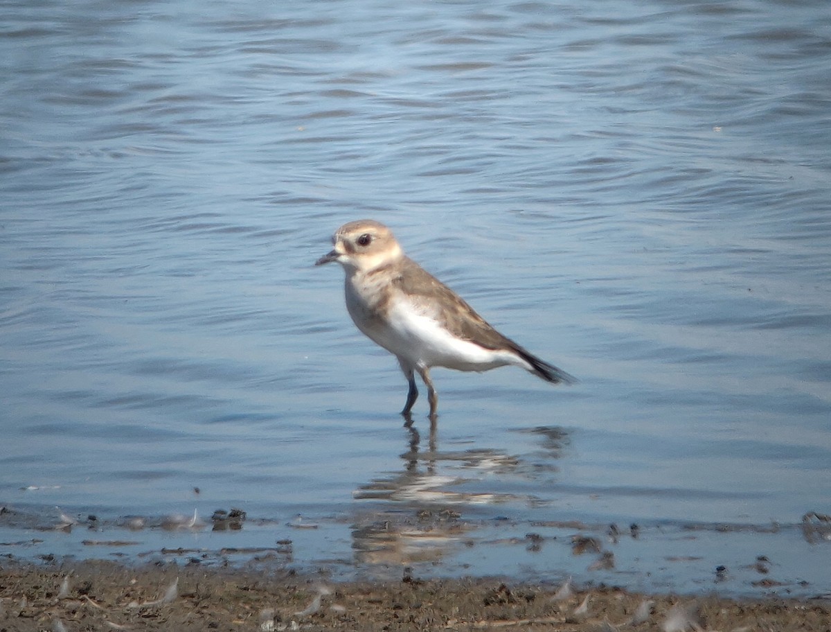 eBird Checklist - 16 Feb 2022 - Lake Goran - 32 species