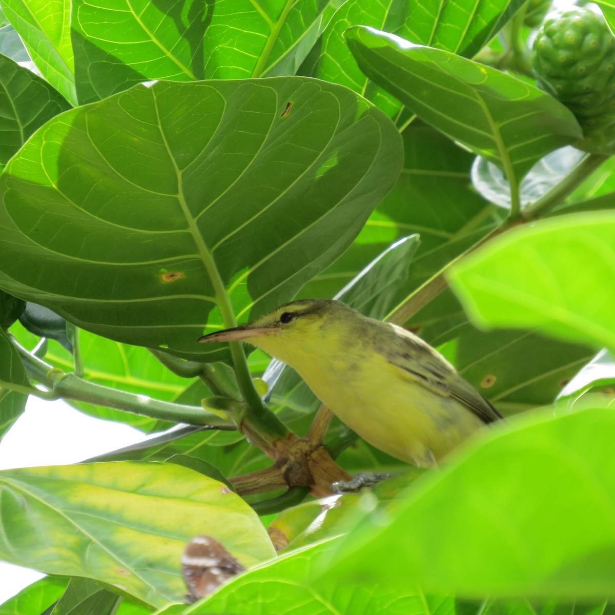 Northern Marquesan Reed Warbler - Acrocephalus percernis - Birds of the ...