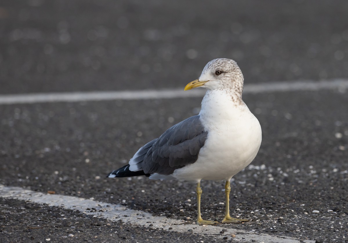 Common Gull - Larus canus - Media Search - Macaulay Library and eBird