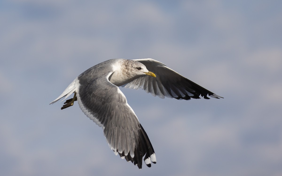 Common Gull - Larus canus - Media Search - Macaulay Library and eBird