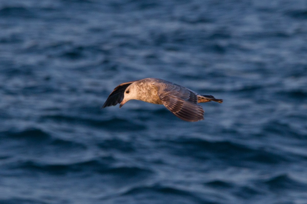 eBird Checklist - 16 Jan 2022 - 속초 장사항 Sokcho Jangsa Harbor - 5 species
