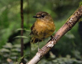Iringa Akalat - Sheppardia lowei - Birds of the World