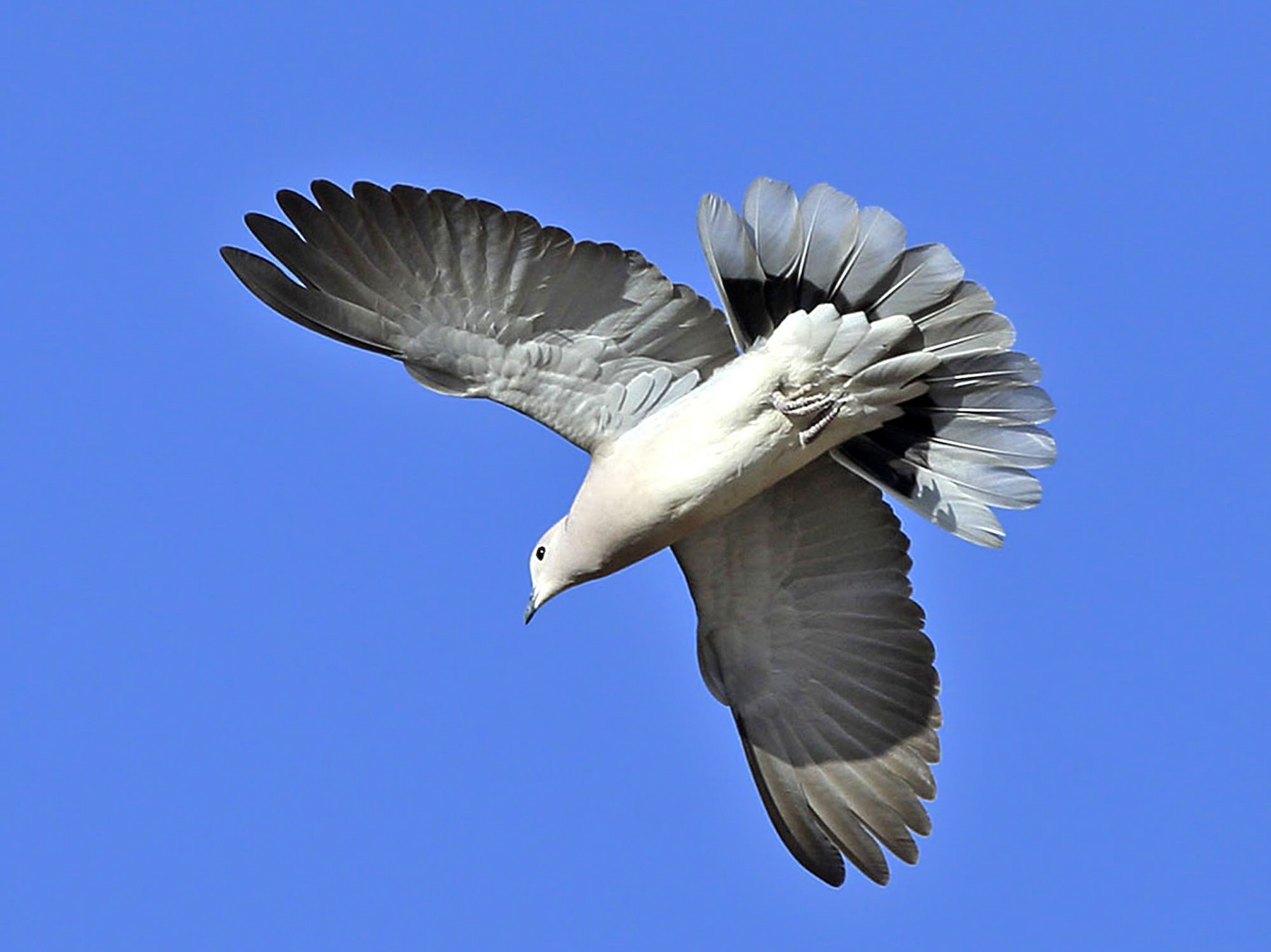 Eurasian Collared Dove Flying