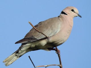 African Collared-Dove - eBird