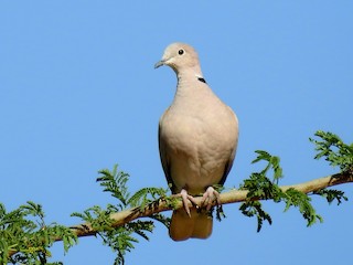 Barbary Dove Beige Barbary Dove Sitting Aviary Cage Stock Photo