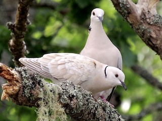 Barbary Dove Beige Barbary Dove Sitting Aviary Cage Stock Photo