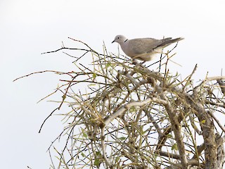 Barbary Dove - eBird