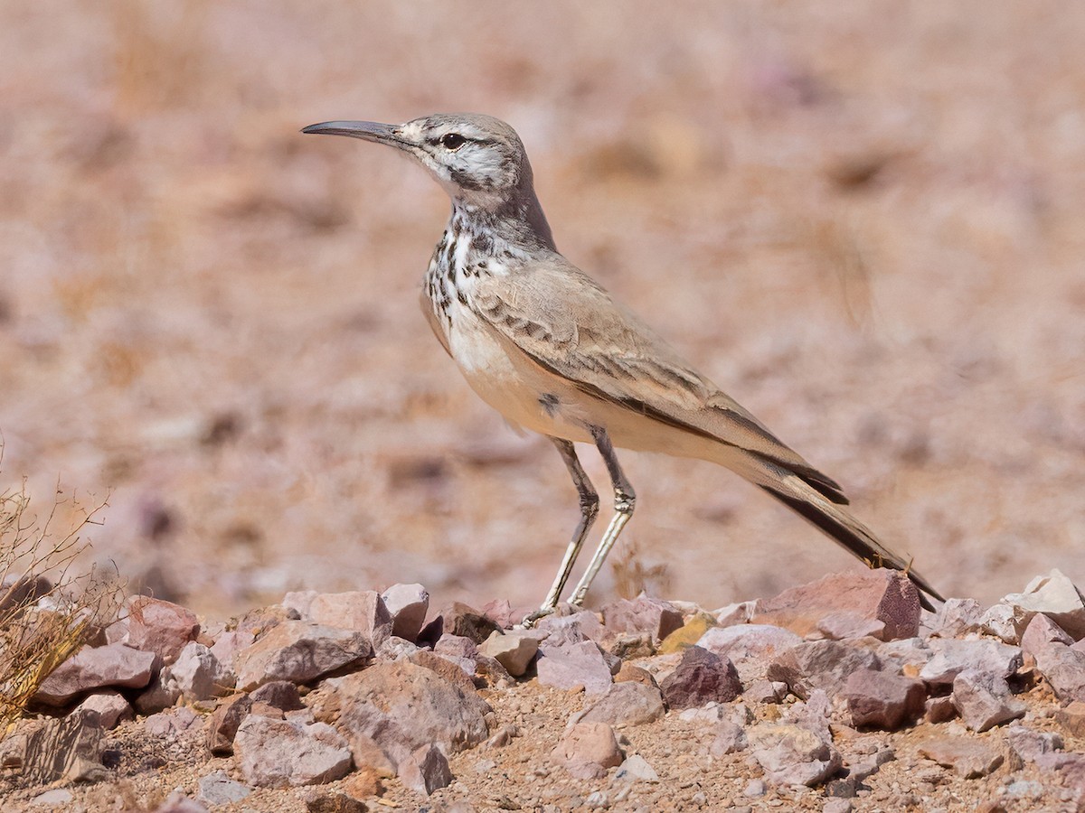 Greater Hoopoe-Lark - Alaemon alaudipes - Birds of the World