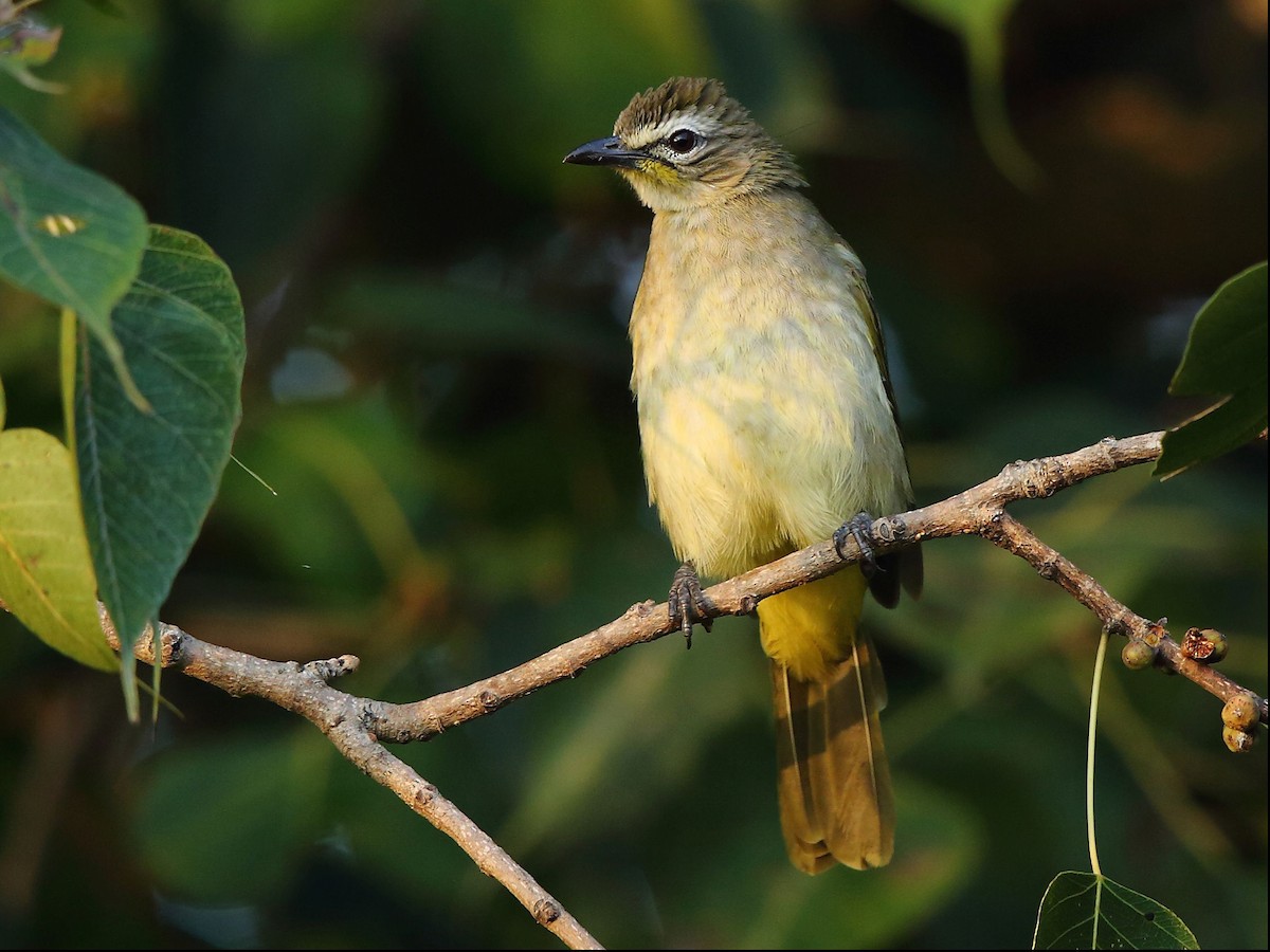 White-browed Bulbul - Pycnonotus luteolus - Birds of the World