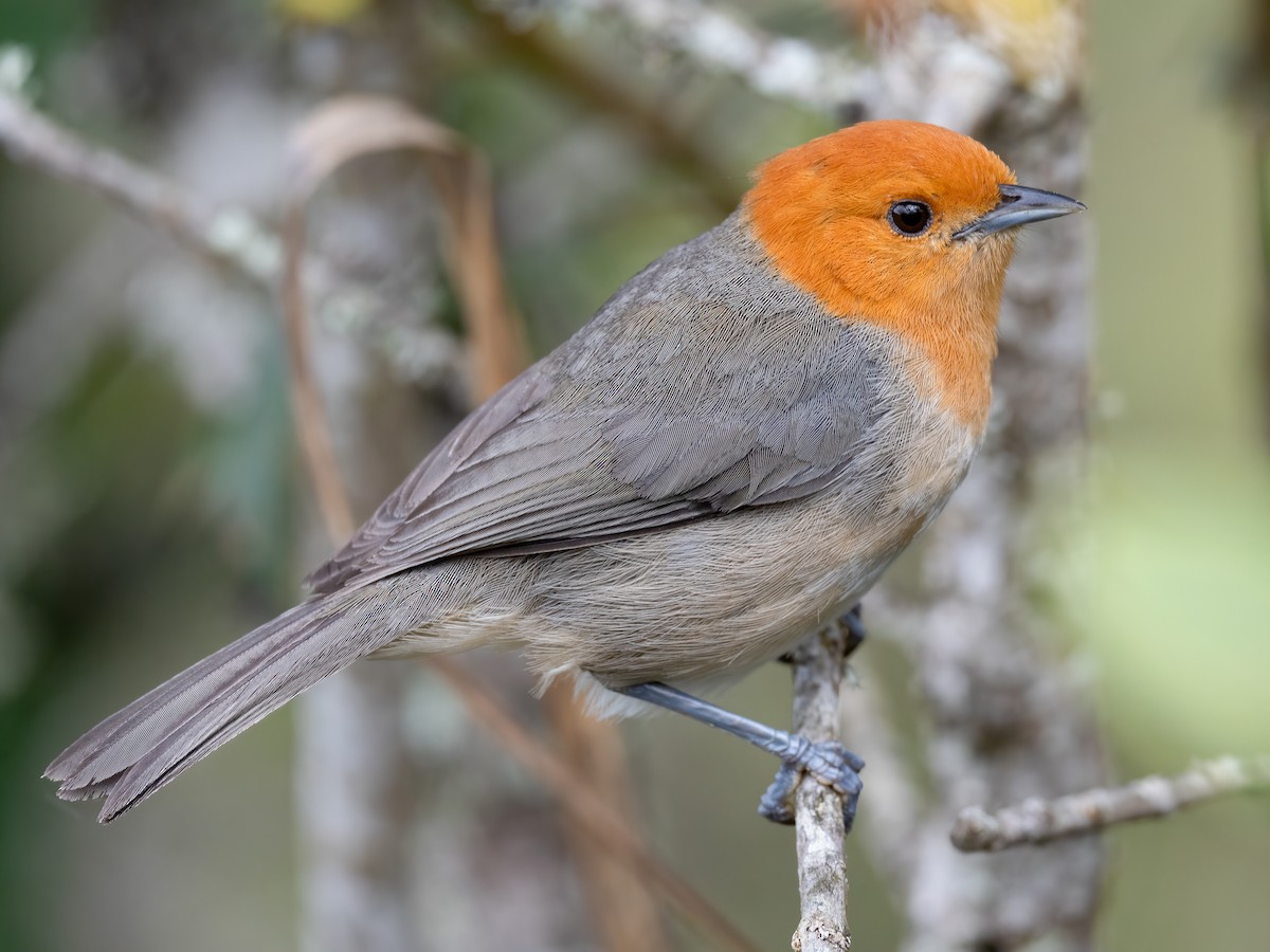 Brown-flanked Tanager - Thlypopsis pectoralis - Birds of the World