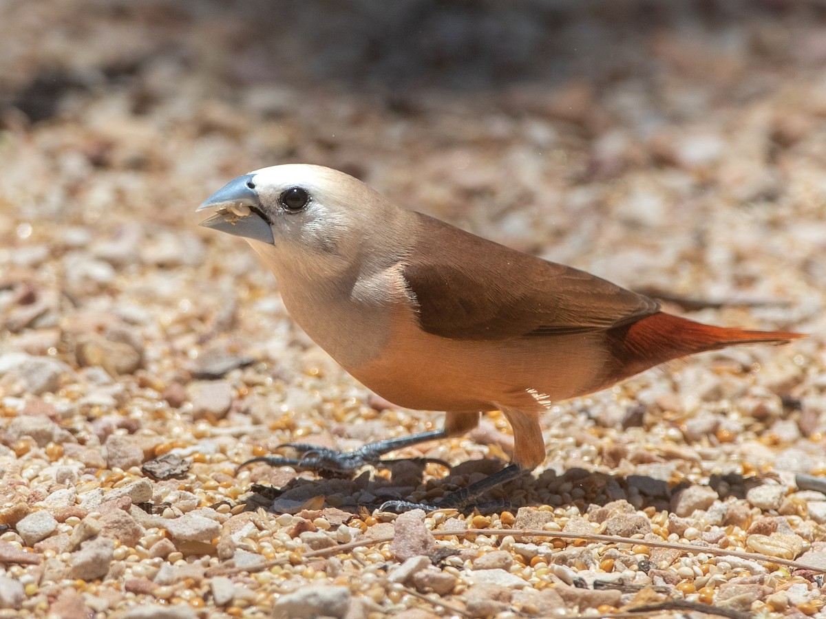 Pale-headed Munia - Lonchura pallida - Birds of the World