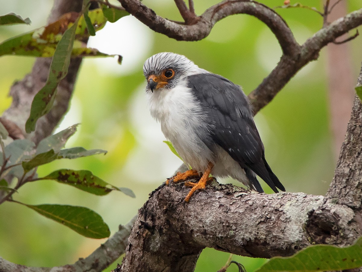 White-rumped Falcon - Neohierax insignis - Birds of the World