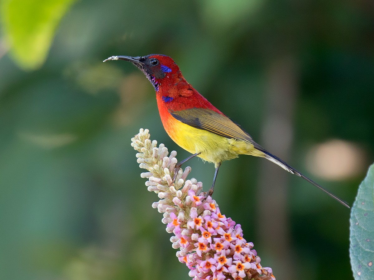 Mrs. Gould's Sunbird - Aethopyga gouldiae - Birds of the World
