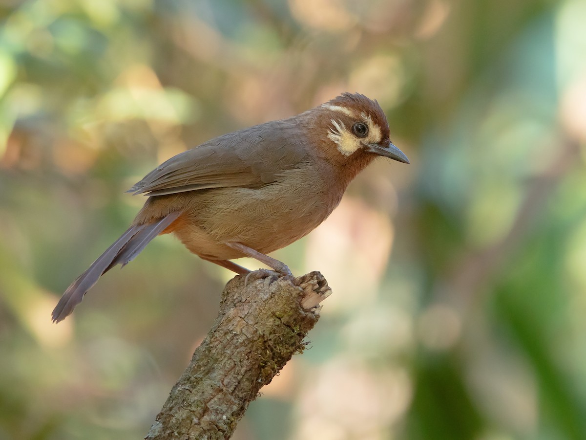 White-browed Laughingthrush - Pterorhinus sannio - Birds of the World