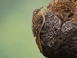 Hume's Treecreeper - Certhia manipurensis - Birds of the World