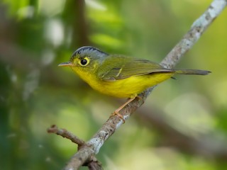 White-spectacled Warbler - Phylloscopus intermedius - Birds of the World