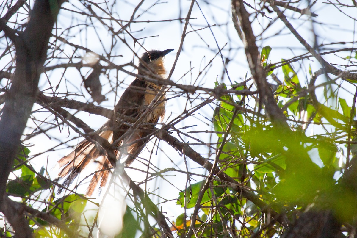 eBird Checklist - 19 Jun 2012 - Isabela--Caleta Black (unir con el ...
