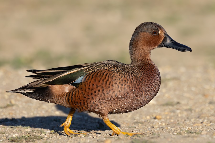 Blue-winged/Cinnamon Teal - eBird