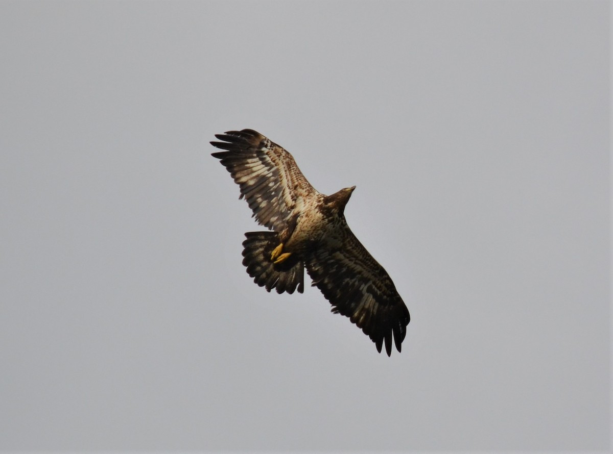 eBird Checklist - 19 Feb 2022 - Guana River WMA - 62 species (+4 other ...