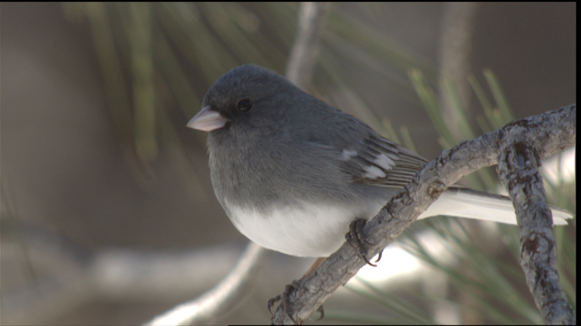 White Winged Junco