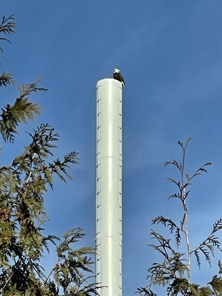 Great Backyard Bird Count Checklist - 19 Feb 2022 - Oradell Reservoir ...
