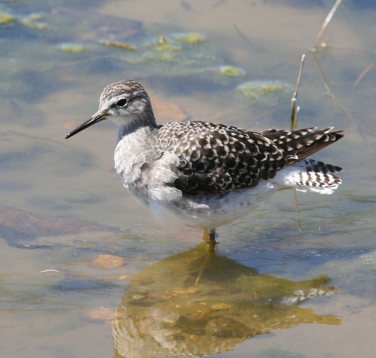 eBird Checklist - 29 Sep 2012 - Kamfersdam - 61 species