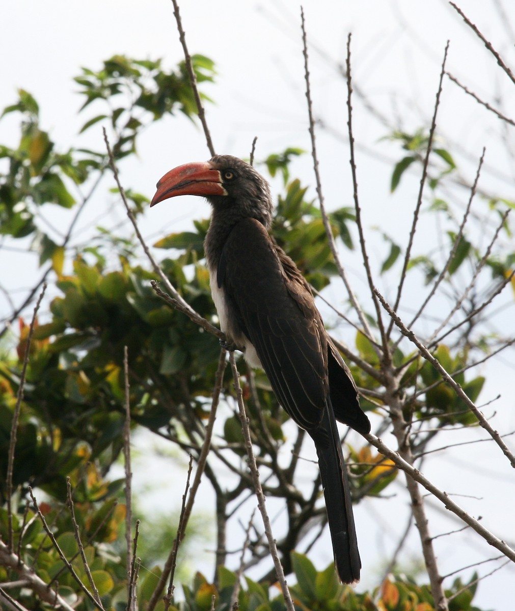 eBird Checklist - 13 Sep 2011 - Kruger NP, Punda Maria 10' Cell - 51 ...