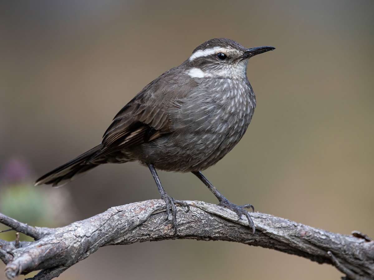 Dark-bellied Cinclodes - Cinclodes patagonicus - Birds of the World
