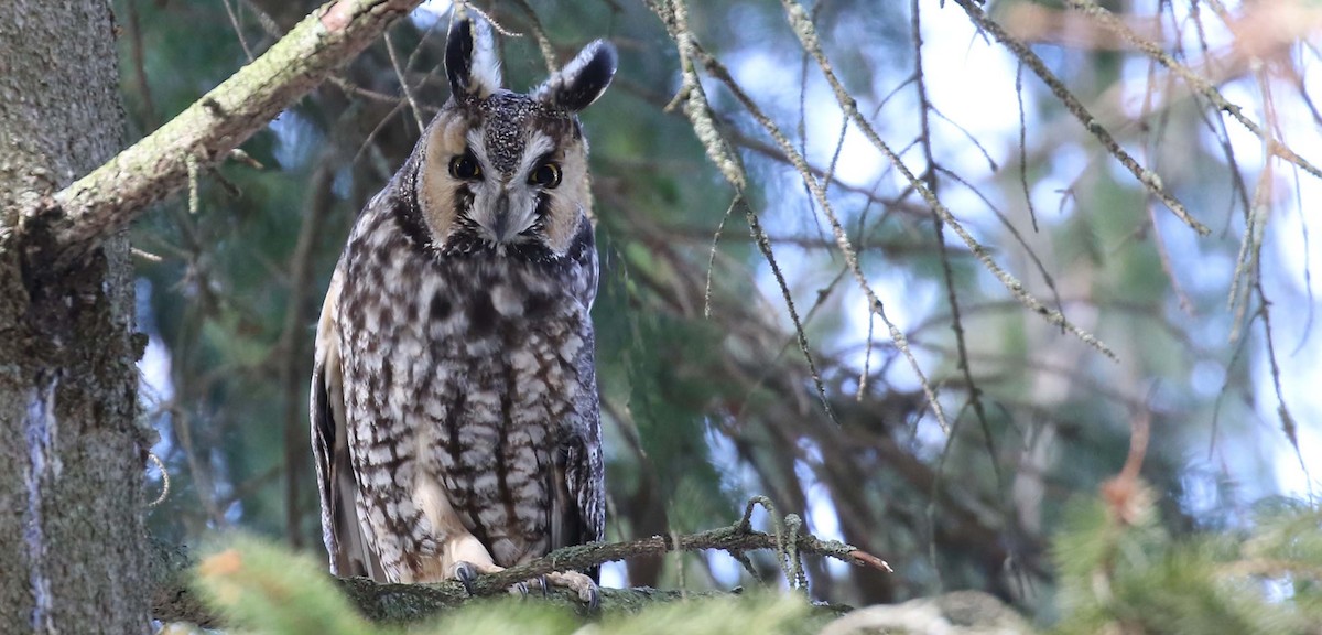 Species Spotlight - Long-eared Owl - New York Breeding Bird Atlas