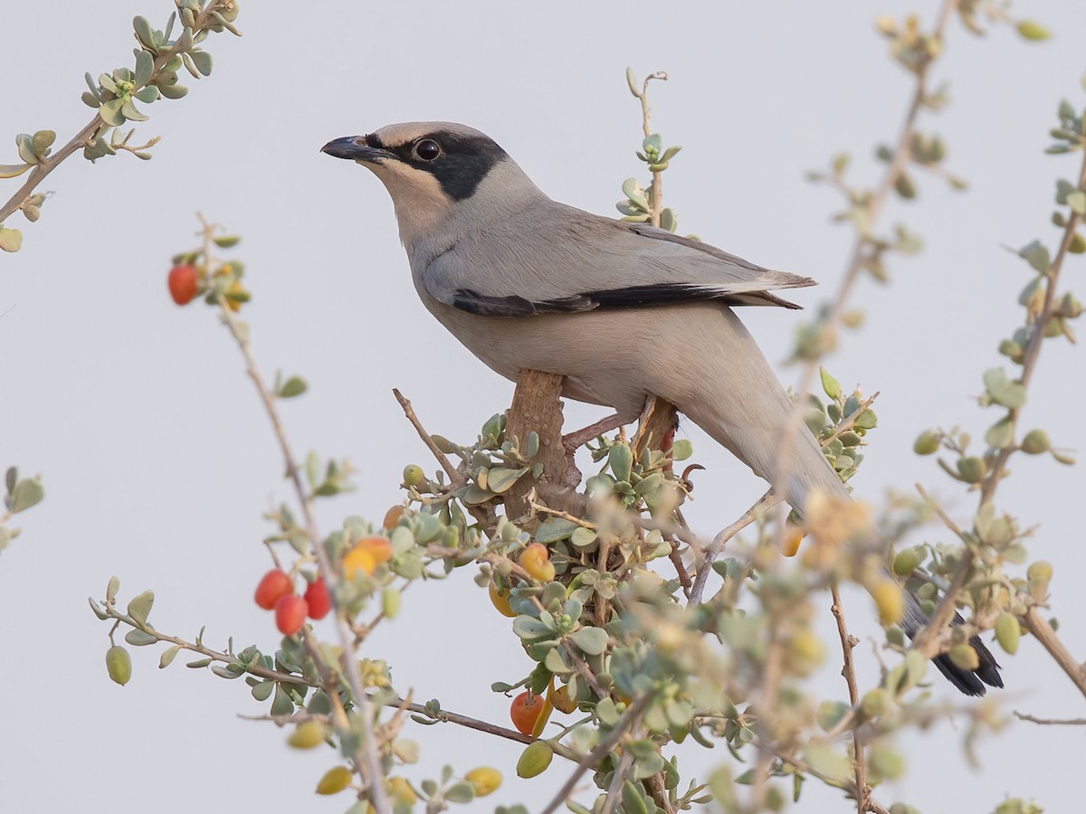 Hypocolius - Hypocolius ampelinus - Birds of the World
