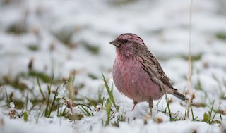 Pink-rumped Rosefinch - Carpodacus waltoni - Birds of the World