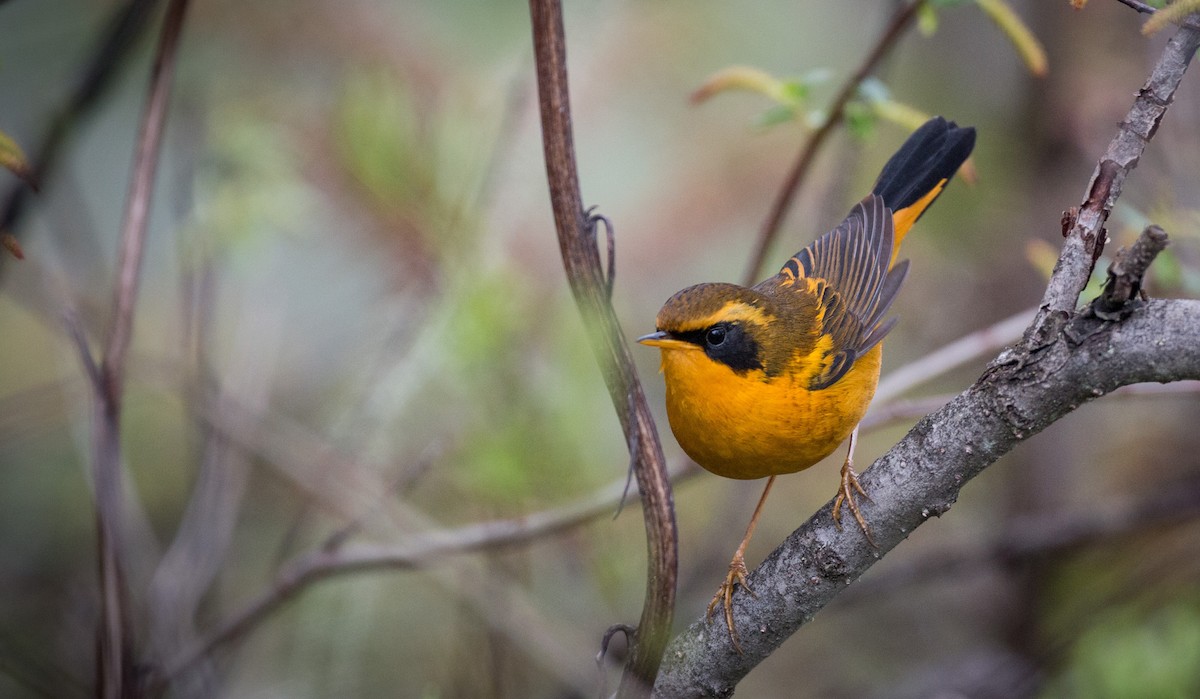 Annual eBird update brings GBIF to almost one billion records - eBird