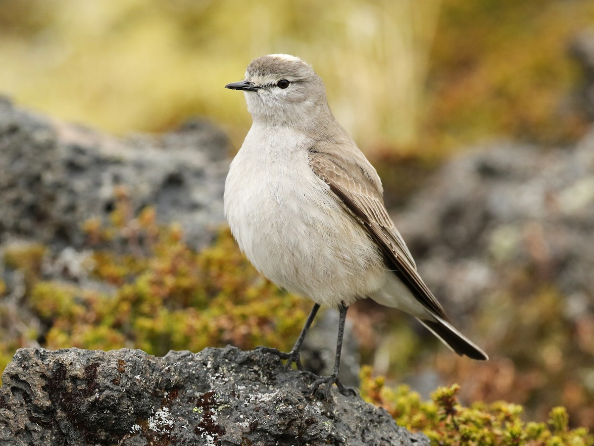 Ochre-naped Ground-Tyrant - Muscisaxicola flavinucha - Birds of the World