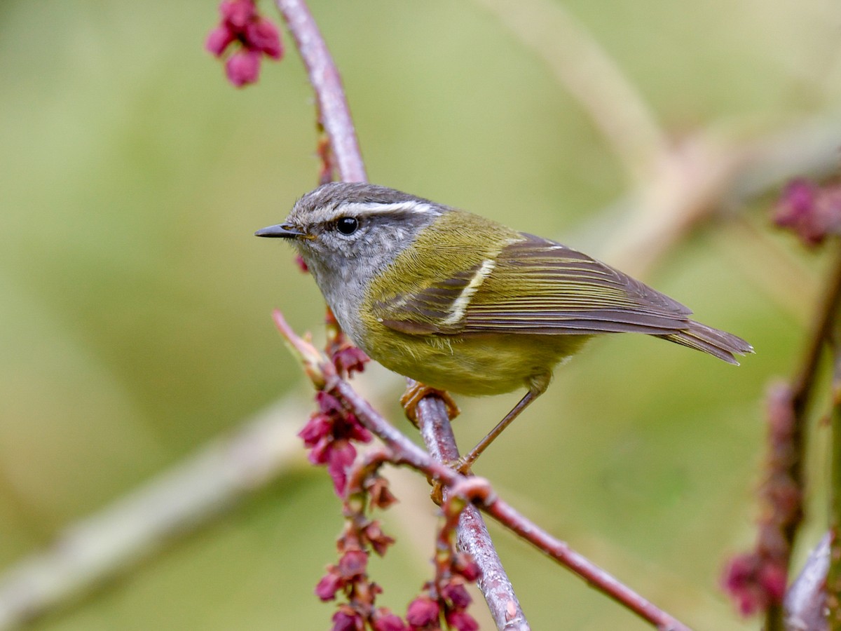 Ashy-throated Warbler - Phylloscopus maculipennis - Birds of the World