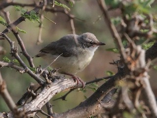 Short-billed Crombec - Sylvietta philippae - Birds of the World