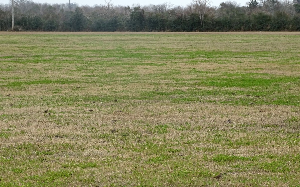 eBird Checklist - 21 Feb 2022 - Bayside Regional Park, Bacliff - 19 species