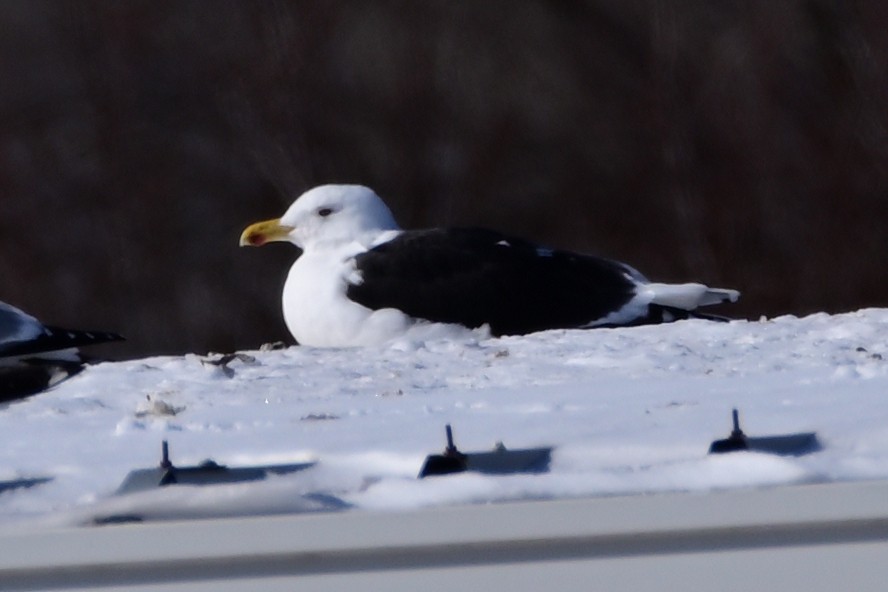 eBird Checklist - 19 Feb 2022 - Coors Dist Plant Gull Roost - 7 species