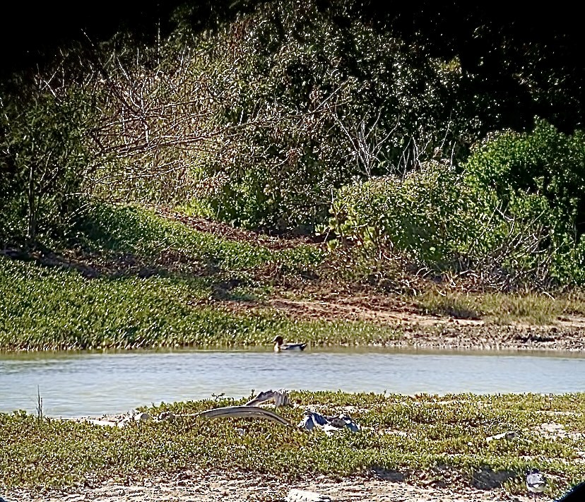 eBird Checklist - 20 Feb 2022 - Kawai'ele State Waterbird Sanctuary ...