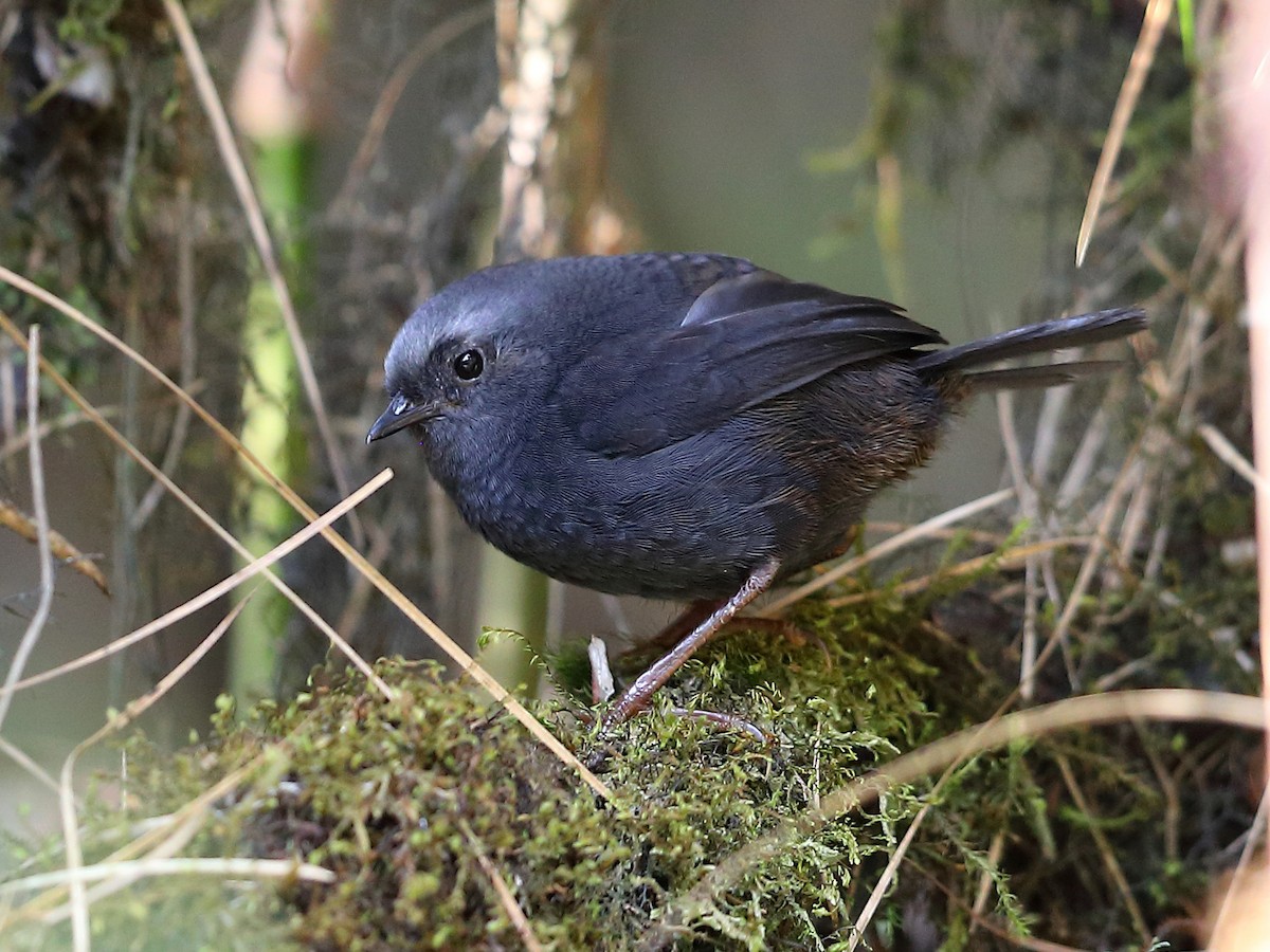 Diademed Tapaculo - Scytalopus schulenbergi - Birds of the World