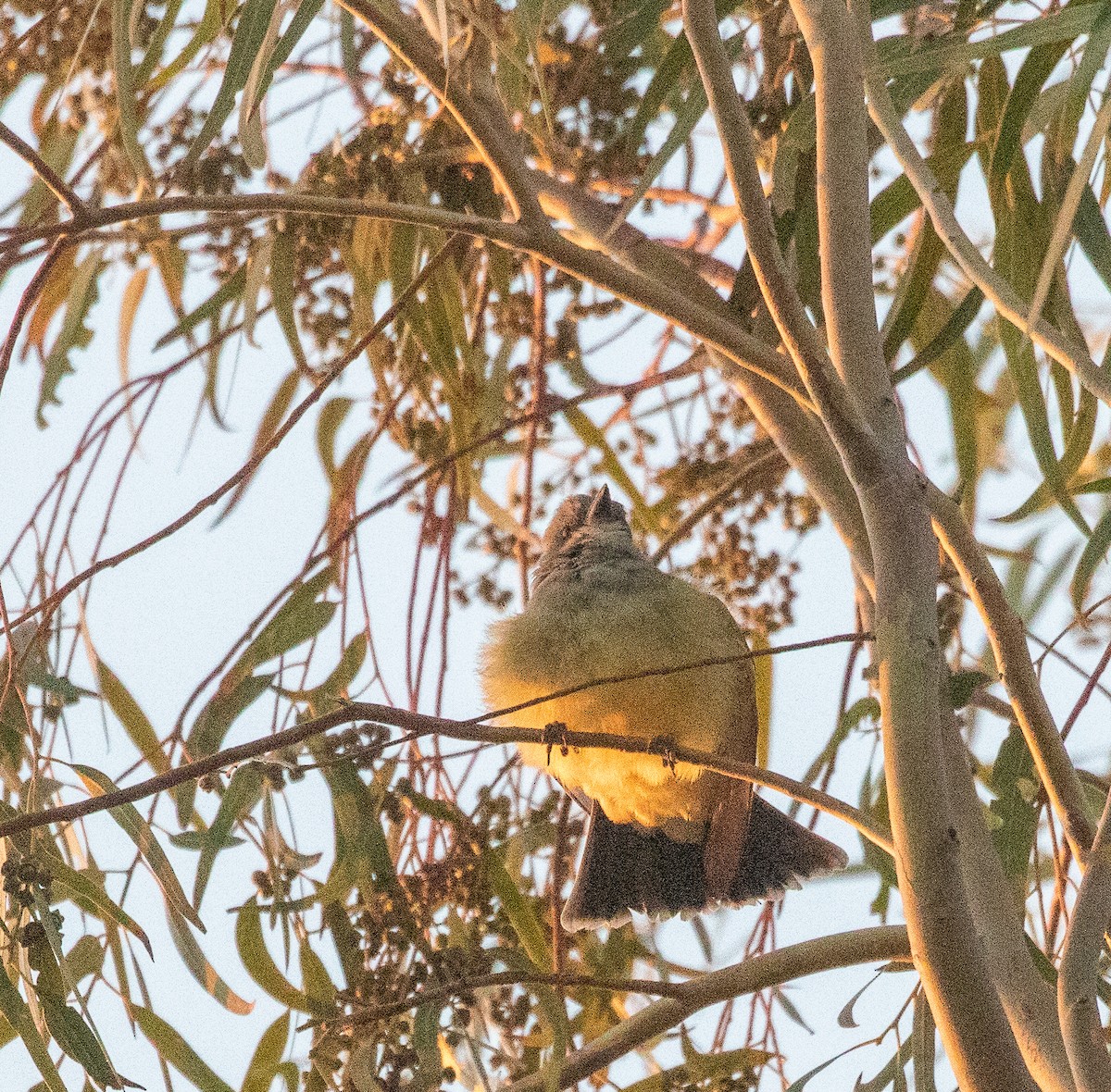 eBird Checklist - 6 Feb 2022 - Santa Nella RV Park, Santa Nella - 17 ...