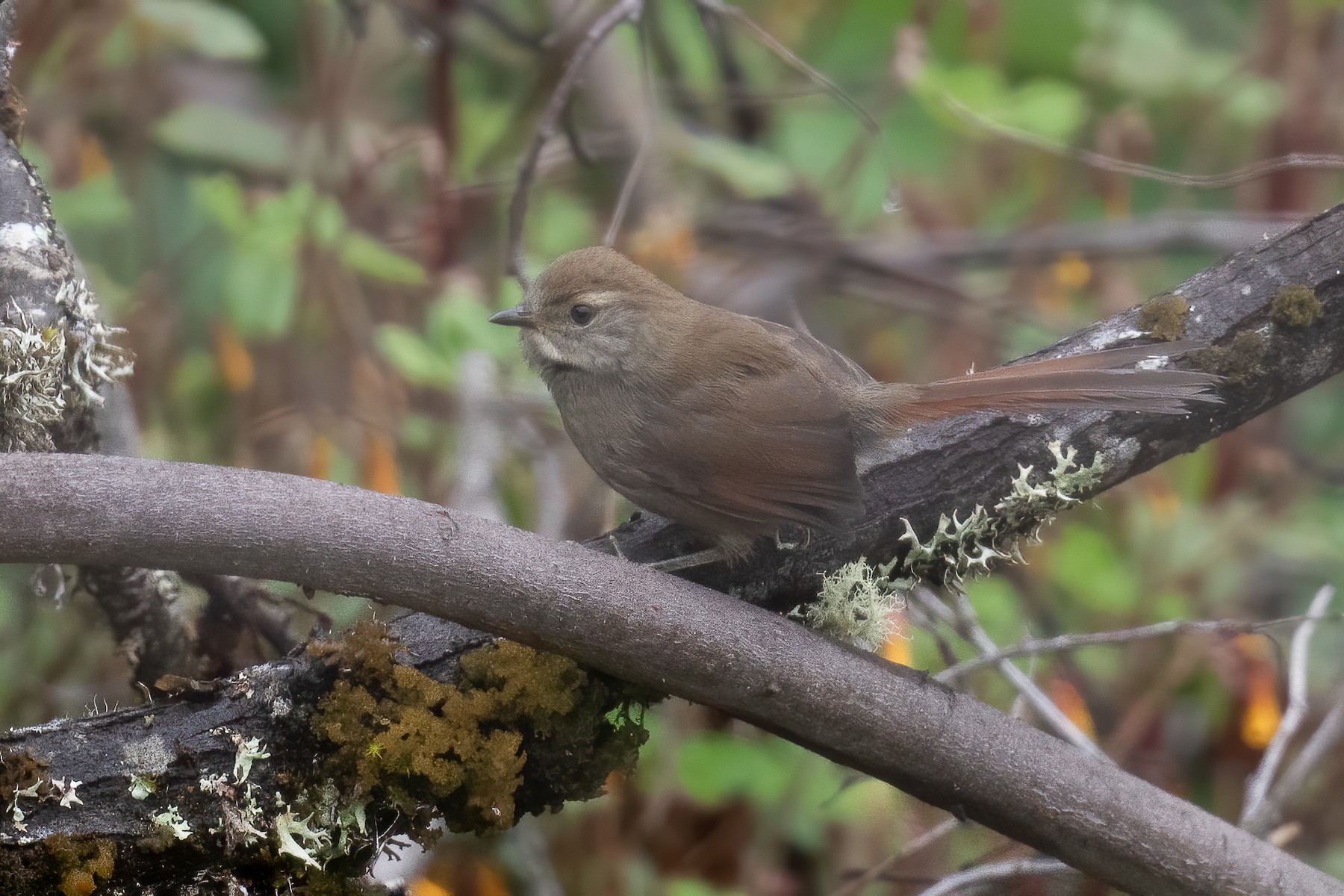 Mantaro Spinetail (undescribed form) - eBird