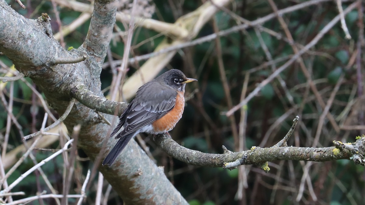 eBird Checklist - 20 Feb 2022 - South Downs National Park, Eastbourne ...