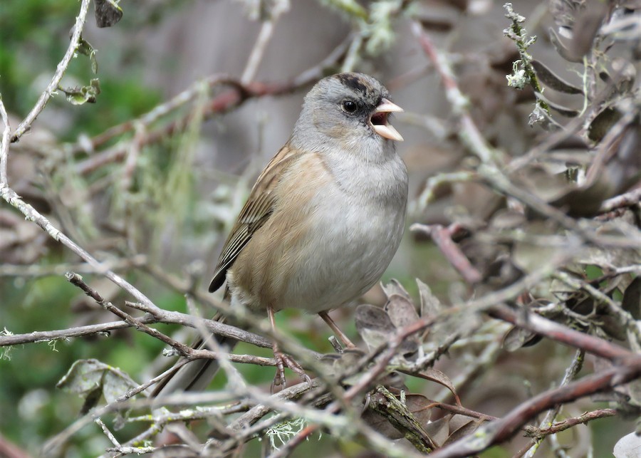 Dark-eyed Junco x White-crowned Sparrow (hybrid) - eBird