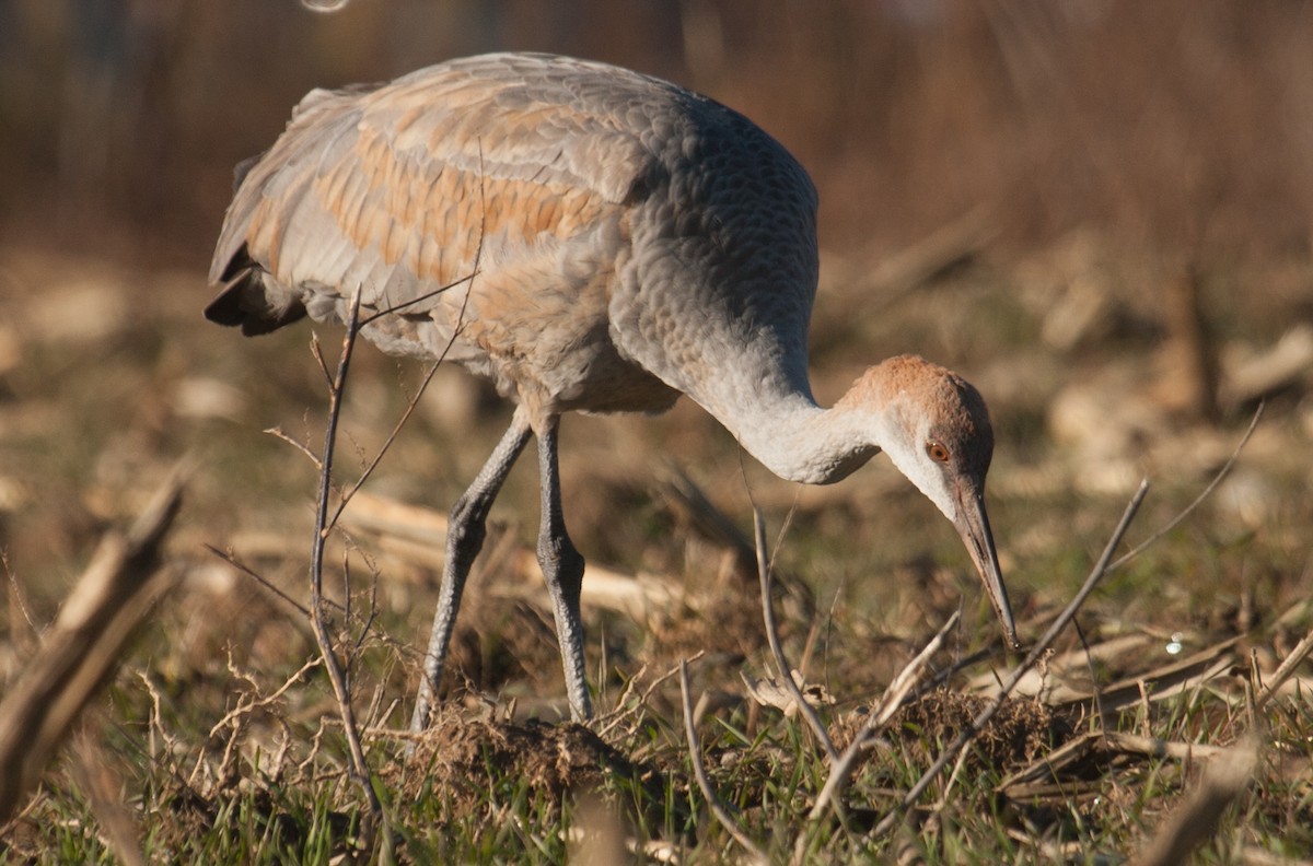 eBird Checklist - 6 Dec 2016 - stakeout Sandhill Crane, Swansea (2016) - 15 species