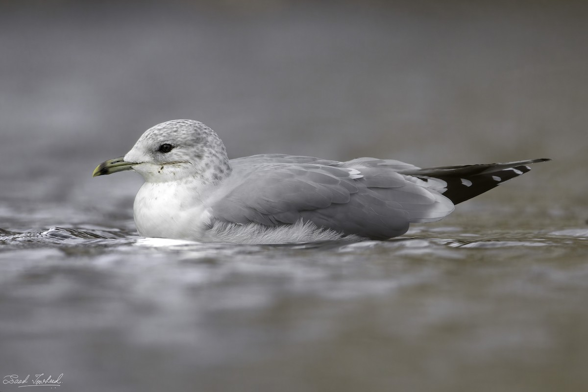 Common Gull - Larus canus - Media Search - Macaulay Library and eBird
