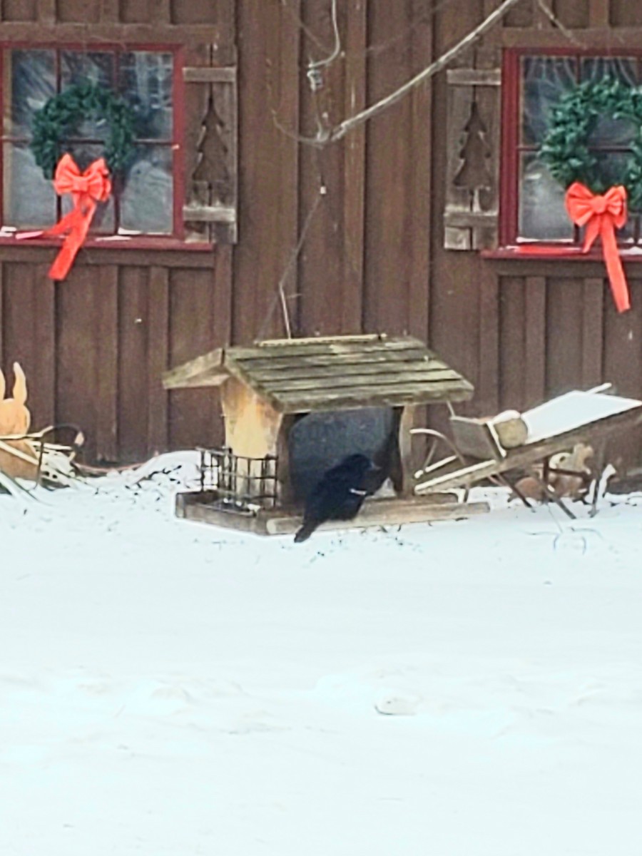 Great Backyard Bird Count Checklist - 19 Feb 2022 - allegany ny - 16 ...