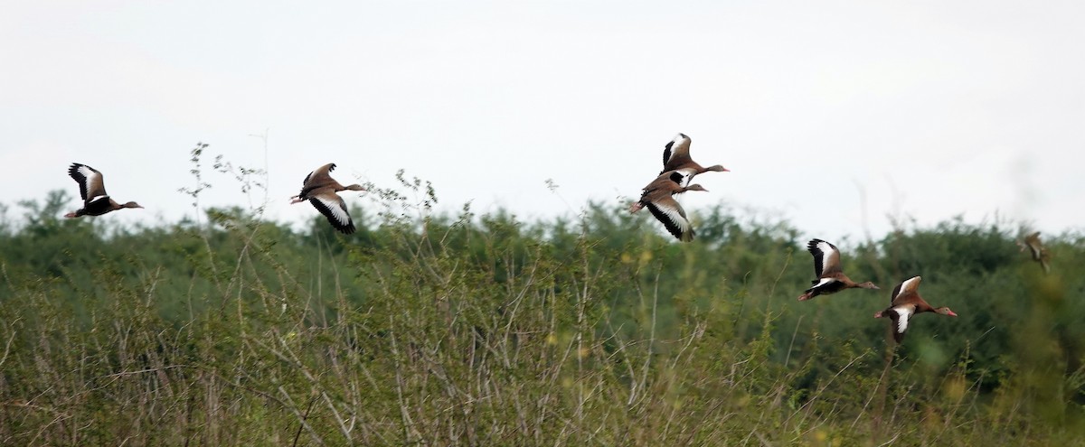 eBird Checklist - 6 Feb 2022 - Crooked Tree Wildlife Sanctuary--Spanish ...
