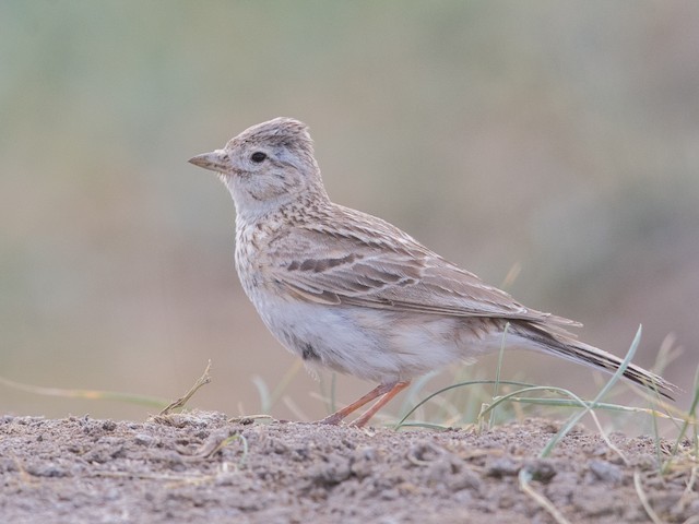 Photos - Asian Short-toed Lark - Alaudala cheleensis - Birds of the World