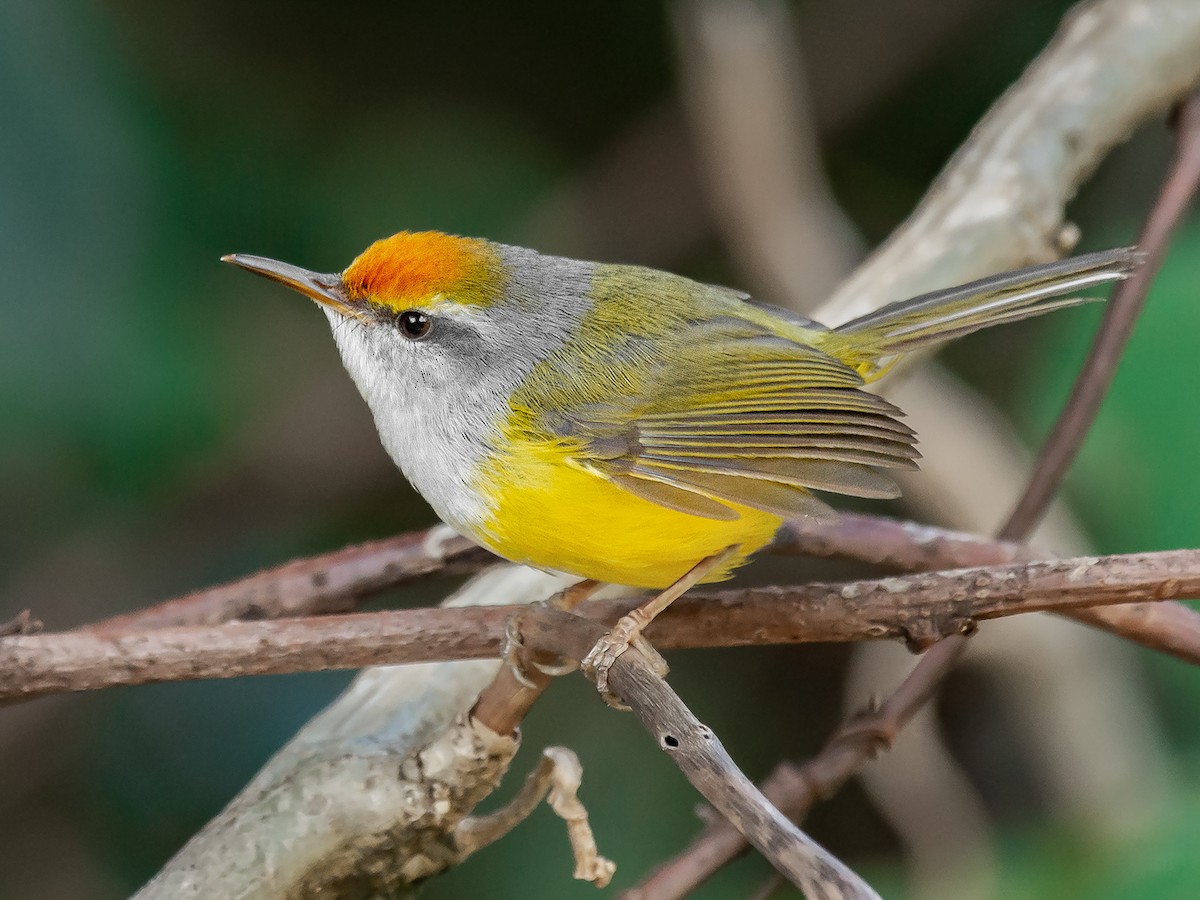 Mountain Tailorbird - Phyllergates cucullatus - Birds of the World