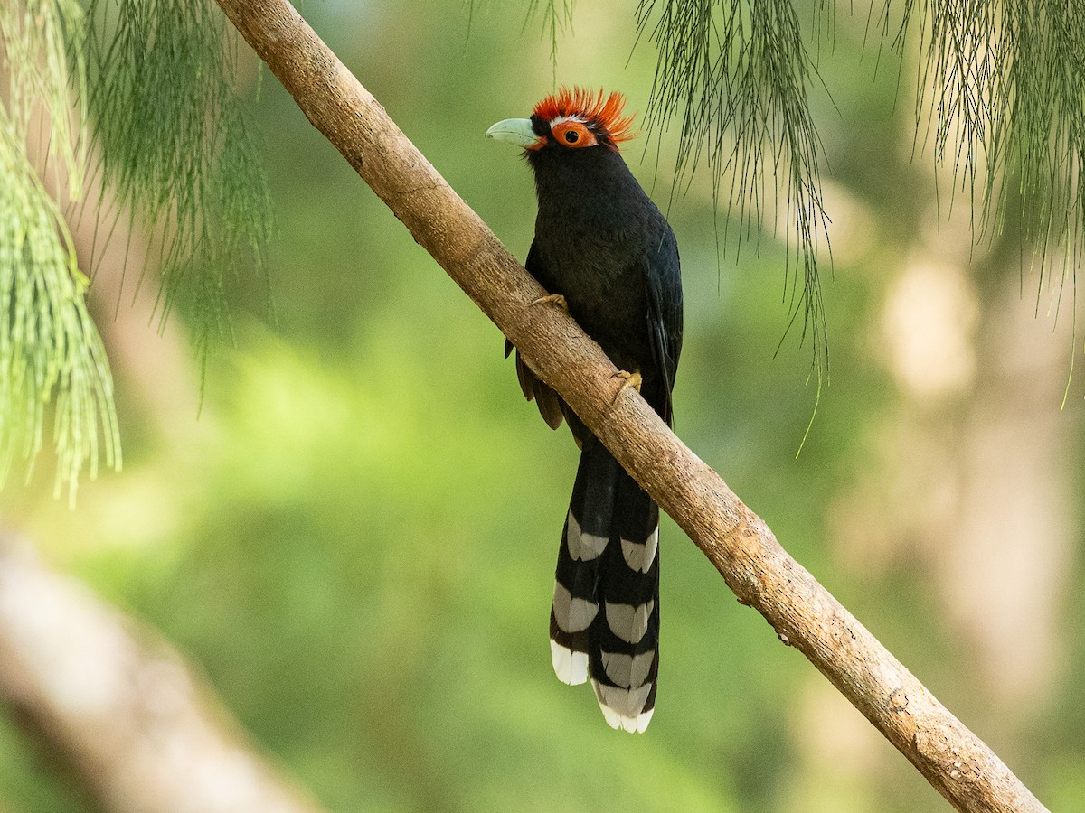 Red-crested Malkoha - Dasylophus superciliosus - Birds of the World